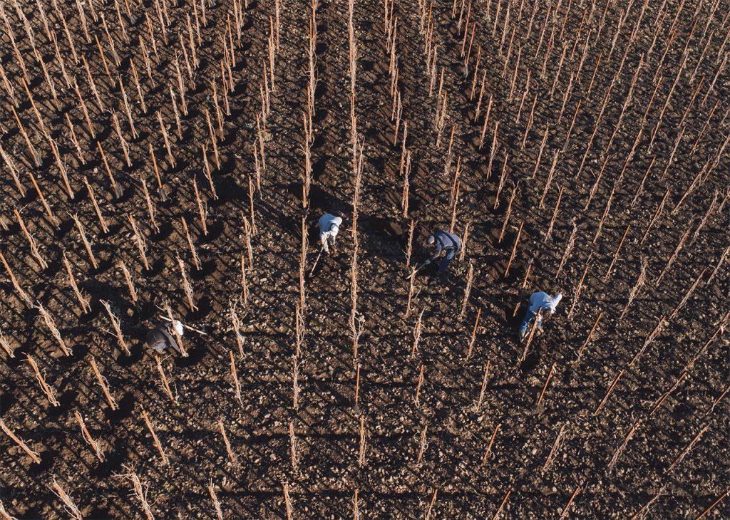 Quinconce: origin, agronomical facts and beyond | Massimo Lentsch